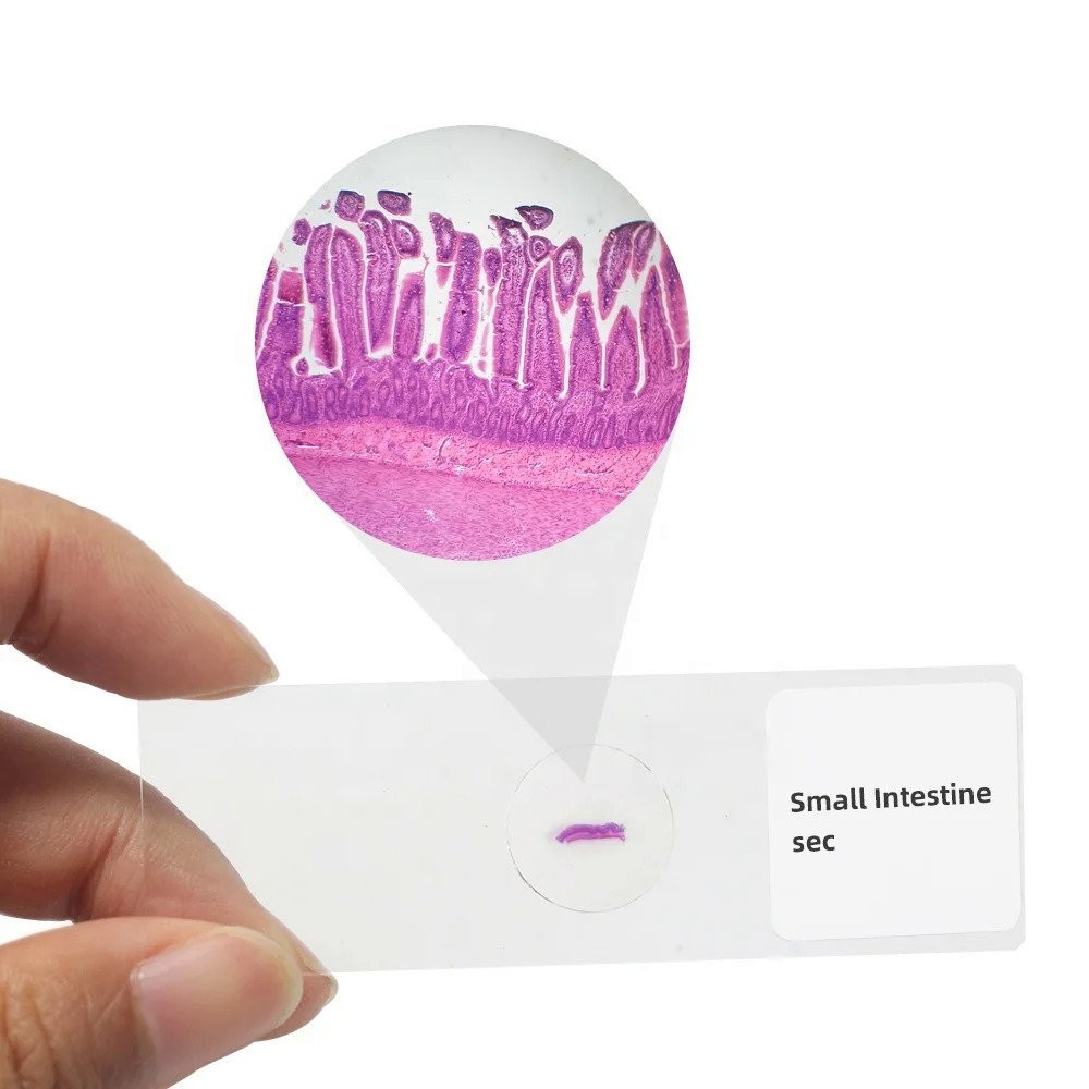 Tissue Microscope Slides A Microslide Of A Single Ciliated Columnar ...