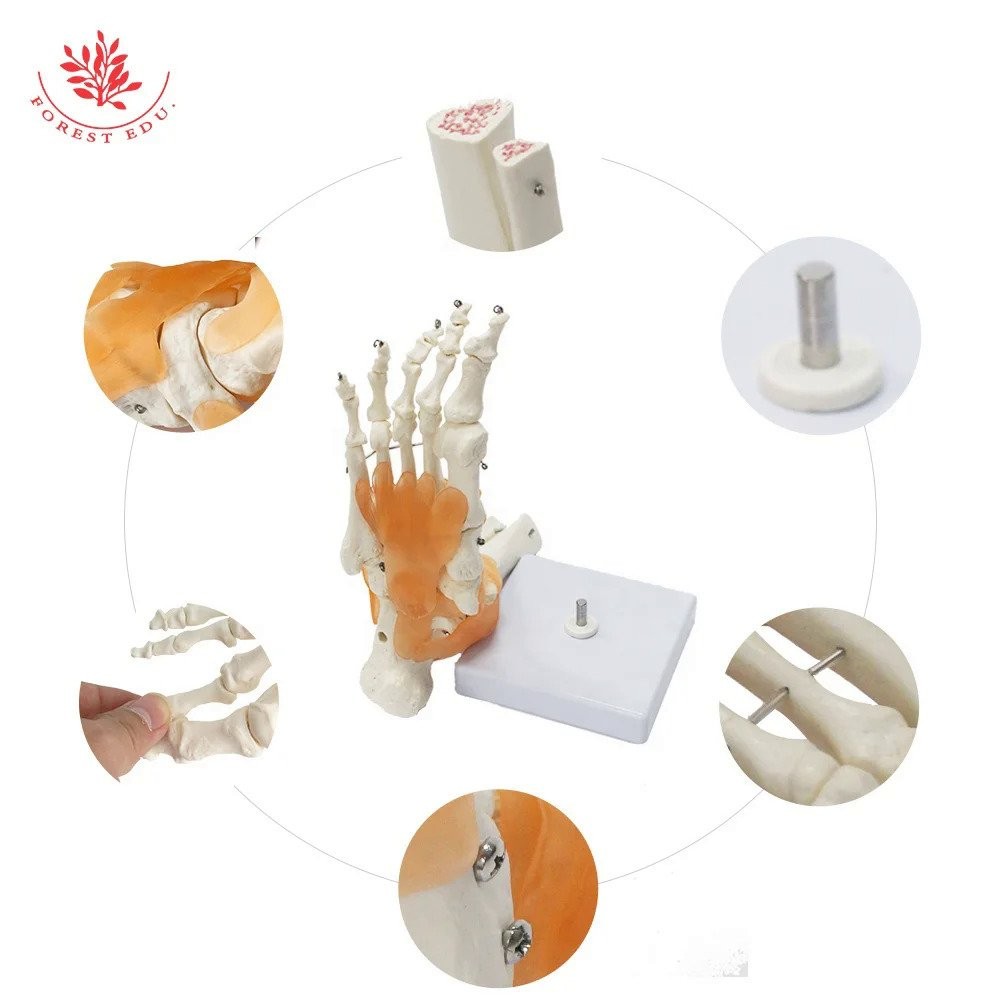 Life Size Human Ligament Foot Joint Model FRT027 PVC Material Foot ...