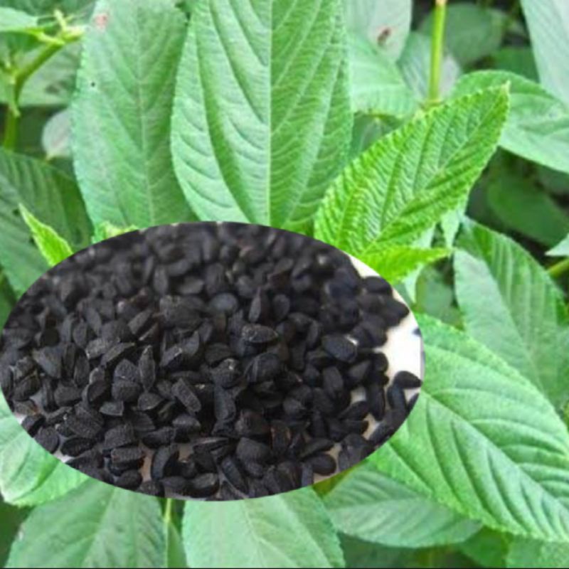 Saluyot seeds/ Tugabang (500pcs) | Shopee Philippines