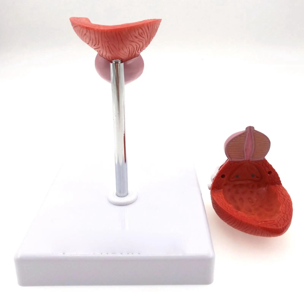 Natural Life Size Anatomical Human Urinary Bladder Prostate Model ...