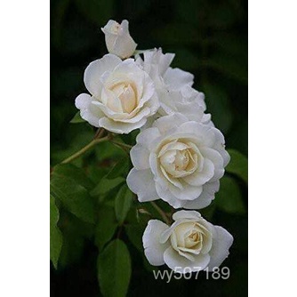 5 large white rose seeds, 100% genuine species, rose seeds, rose seeds ...