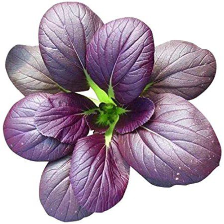 Pechay seeds 800s(gmo) and purple bokchoy seeds | purple pakchoi seeds ...
