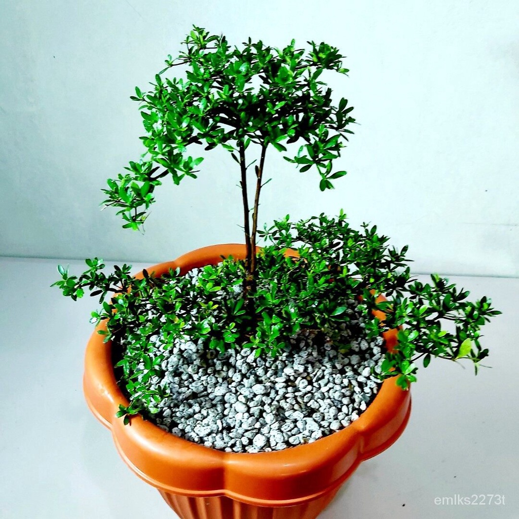 20. Terminalia ivorensis 100% genuine dwarf ear, germinating rate 70-80 ...