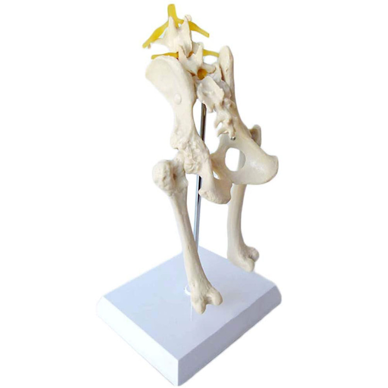 Osteoporosis dog hip model dog skeleton animal skeleton canine pet ...