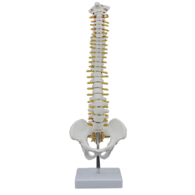 45CM Human Spine With Pelvic Model Human Anatomical Anatomy Spine Model ...