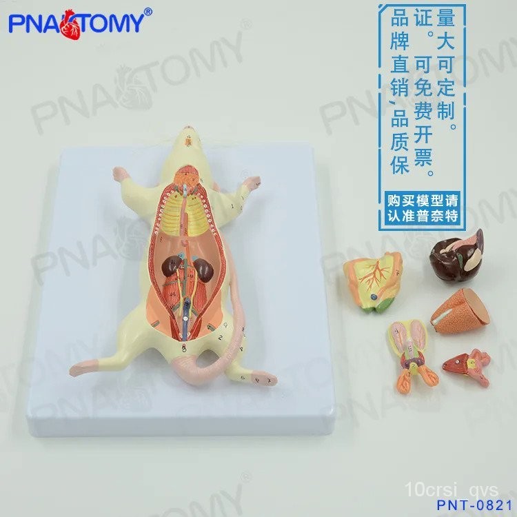 White Rat Internal Organ Structure Anatomical Model Biology Teaching ...