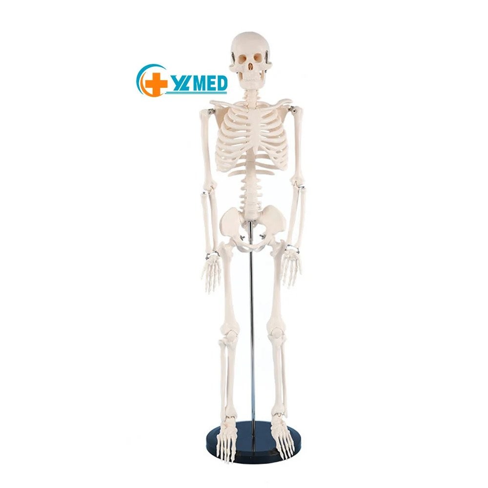 Factory 85CM human body white skeleton skeleton medical anatomy model ...