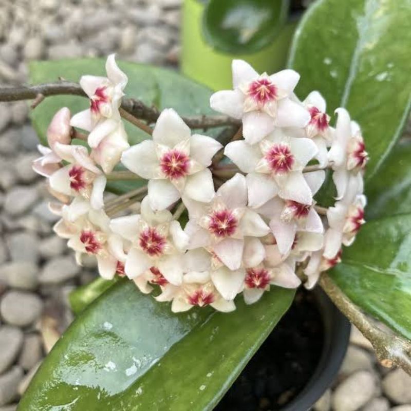HOYA CARNOSA "SNOWBALL" | Shopee Philippines