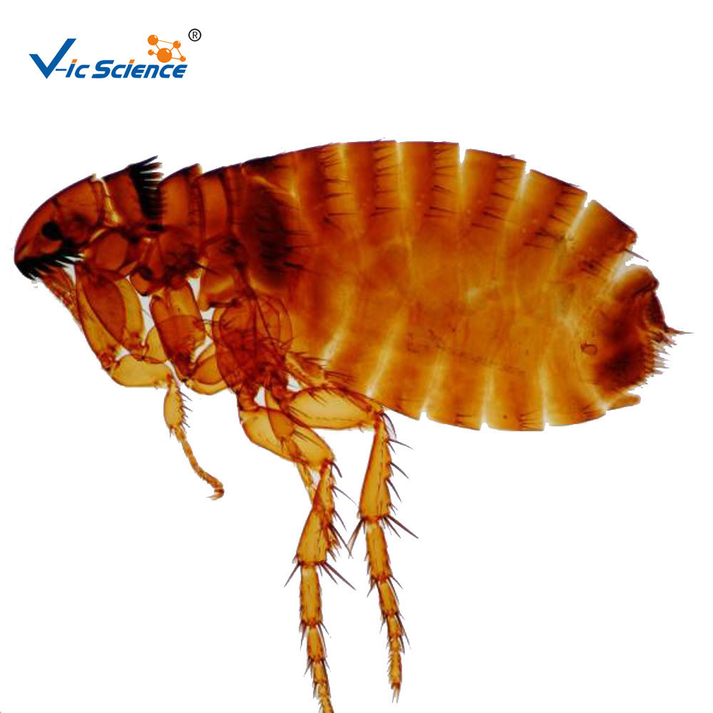 medical parasite microscope prepared slides,parasite medical slides ...