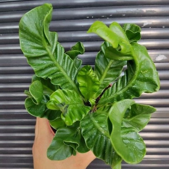 COBRA FERN (Asplenium nidus) | Shopee Philippines