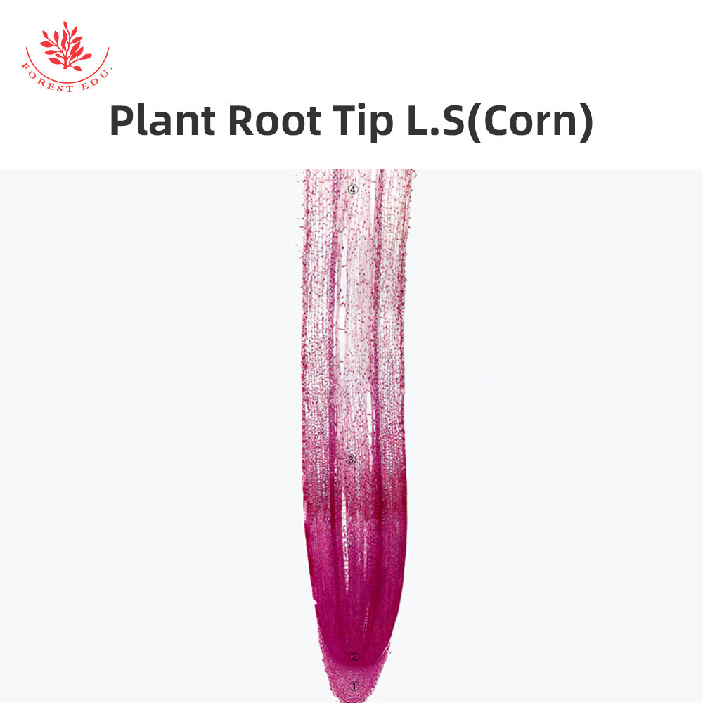 Biological Botany Microscope Angiosperm Slides Individial Prepared ...