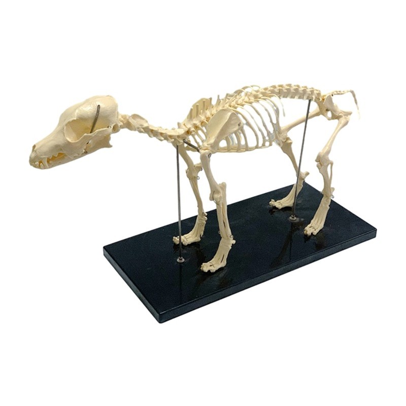 Dog Anatomy Animal Teaching Model Laboratory Veterinary Teaching ...
