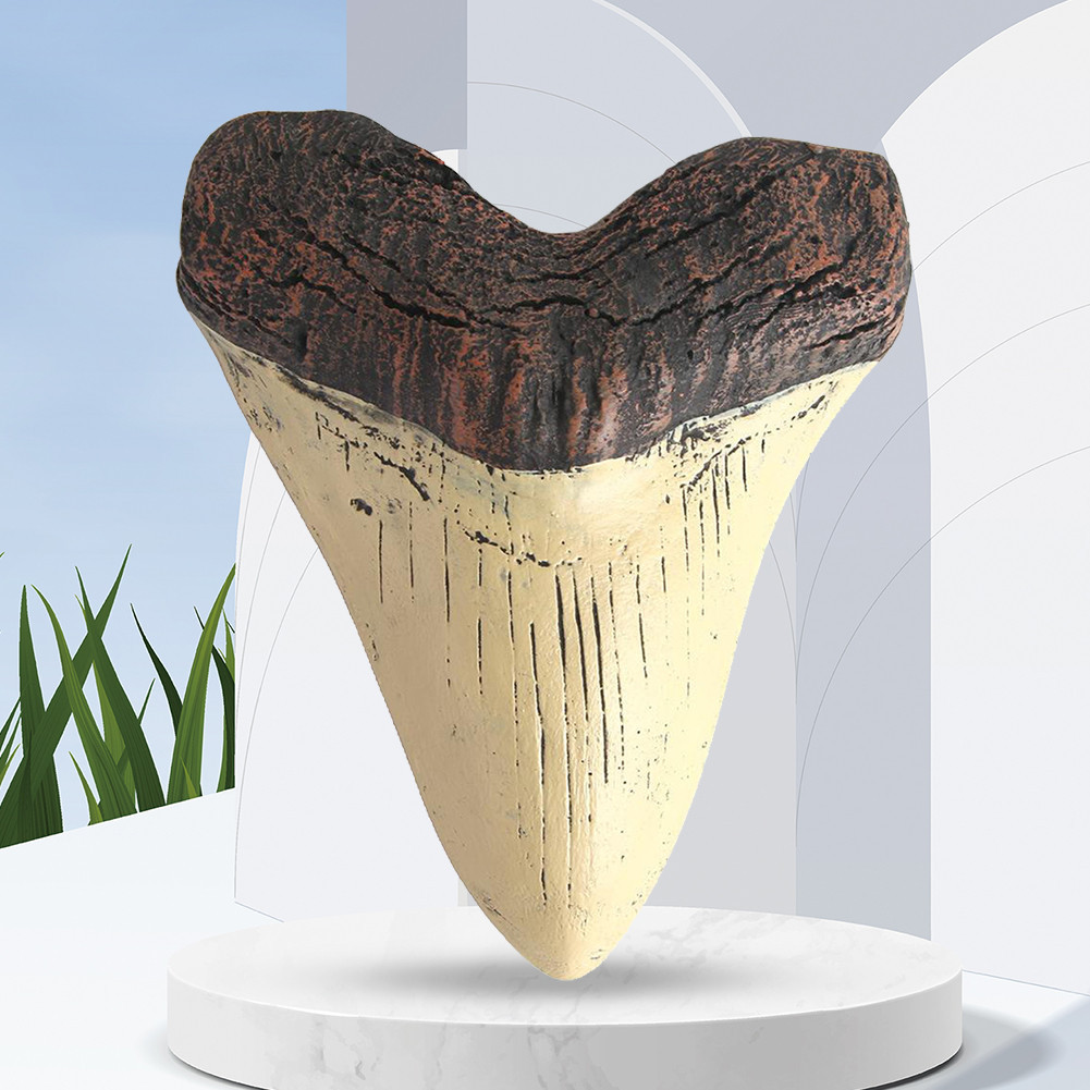 ☮5inch Shark Teeth Model Home Decoration Giant Megalodon Tooth Marine ...