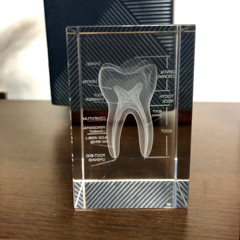 3D Human Anatomical Model Paperweight Laser Etched Tooth Crystal Glass ...