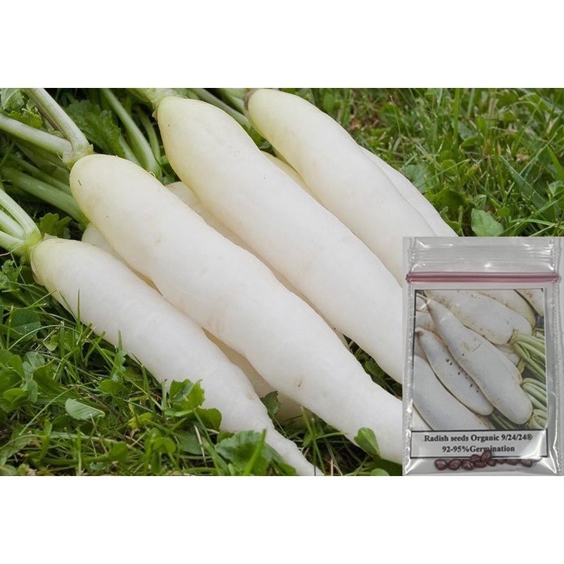 Radish seeds Organic Vegetable GOA | Shopee Philippines
