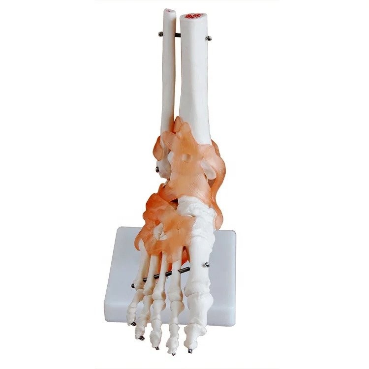 Life-Size Anatomical Structure of Foot Human Medical Foot Joint Bone ...