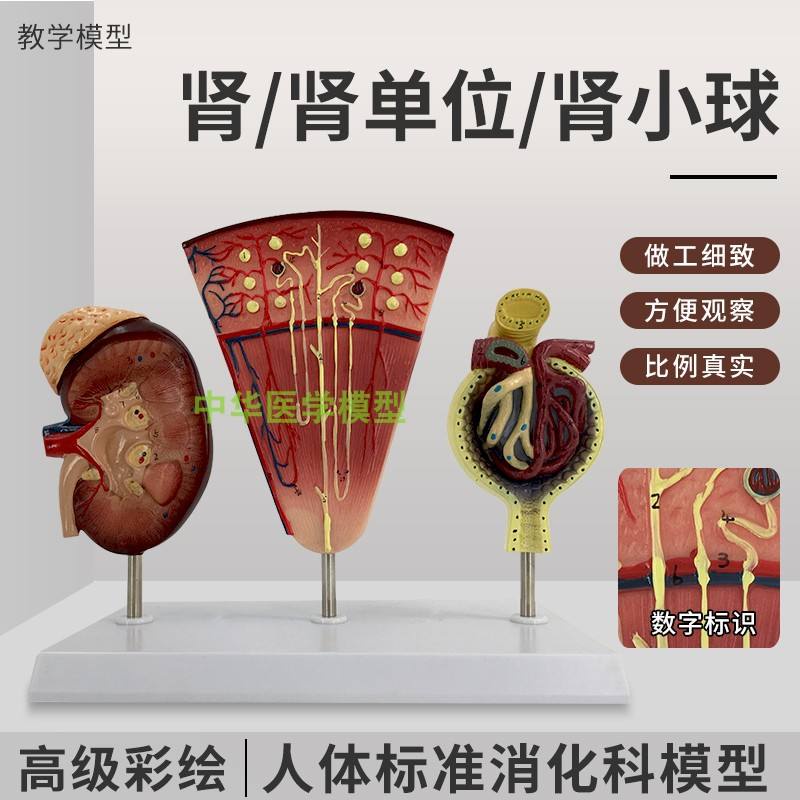 Kidney and nephron glomerulus enlarged model anatomy Human Internal ...