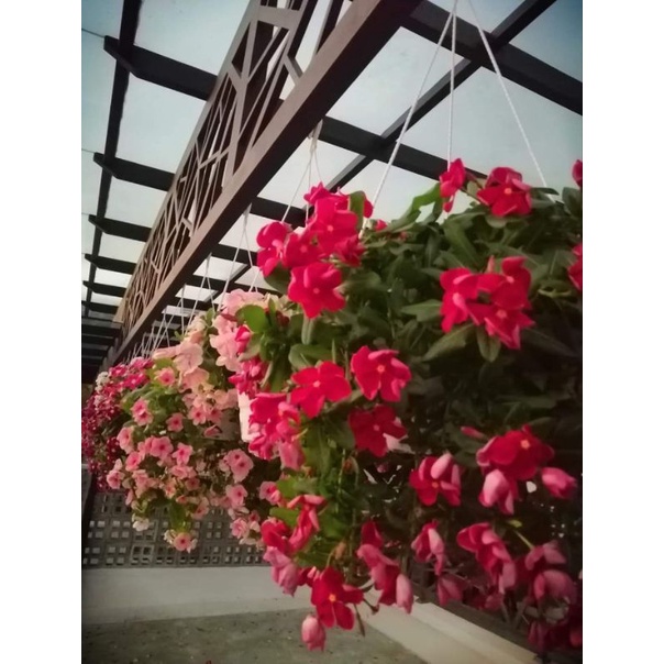 Common Hanging Periwinkle Seeds (50 seeds, 10-15 assorted colors ...