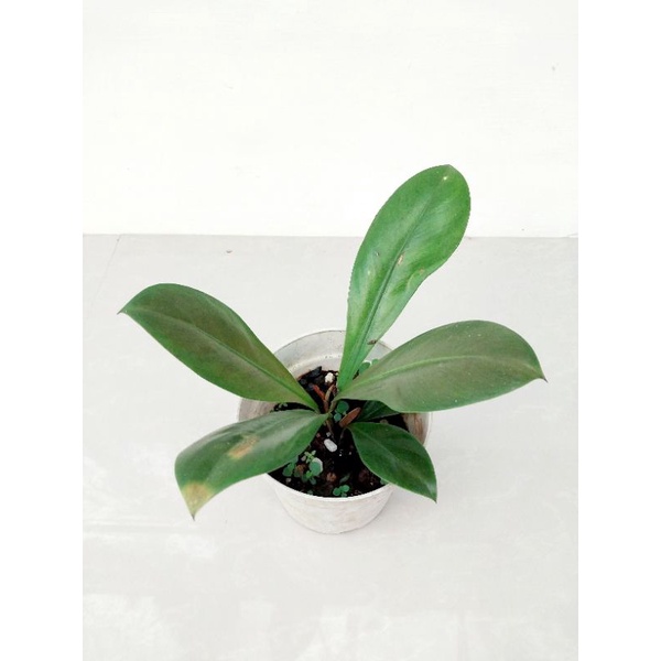 Philodendron linnaei ( sitting princess ) | Shopee Philippines