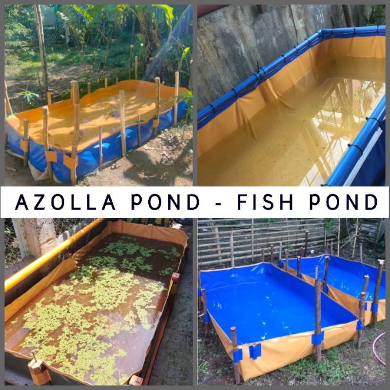 (L:8ft x W: 4ftft x 2ft) AZOLLA POND FISH TANK SWIMMING POOL | Shopee ...