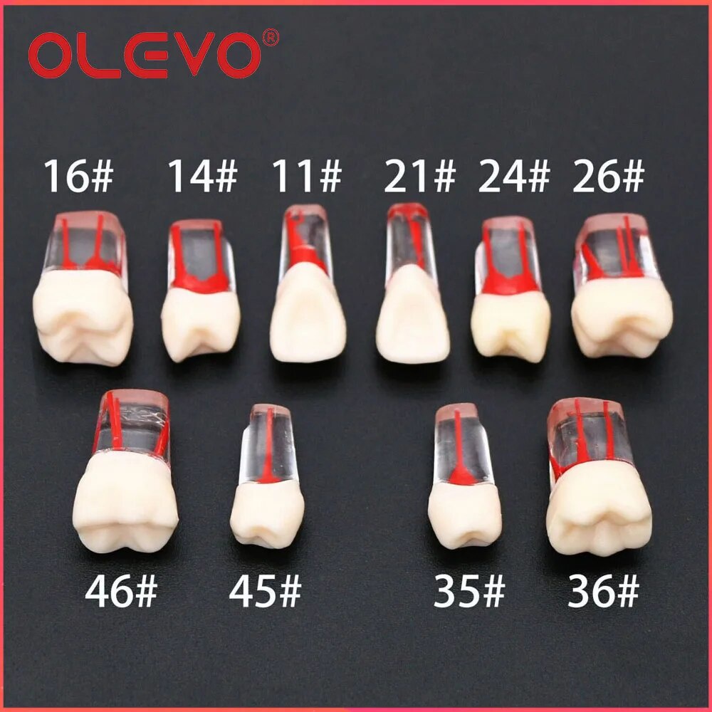OLEVO 5 Pcs Dental Teeth Teaching Model Endo Root Canal Pulp Files ...