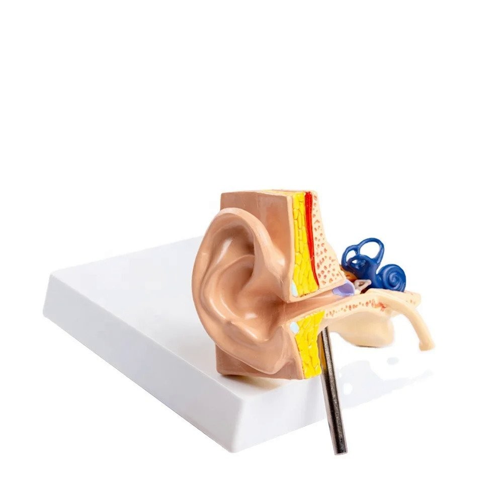 Human Anatomy Ear Model FRT341 Advanced Medical Supplies Internal Ear ...