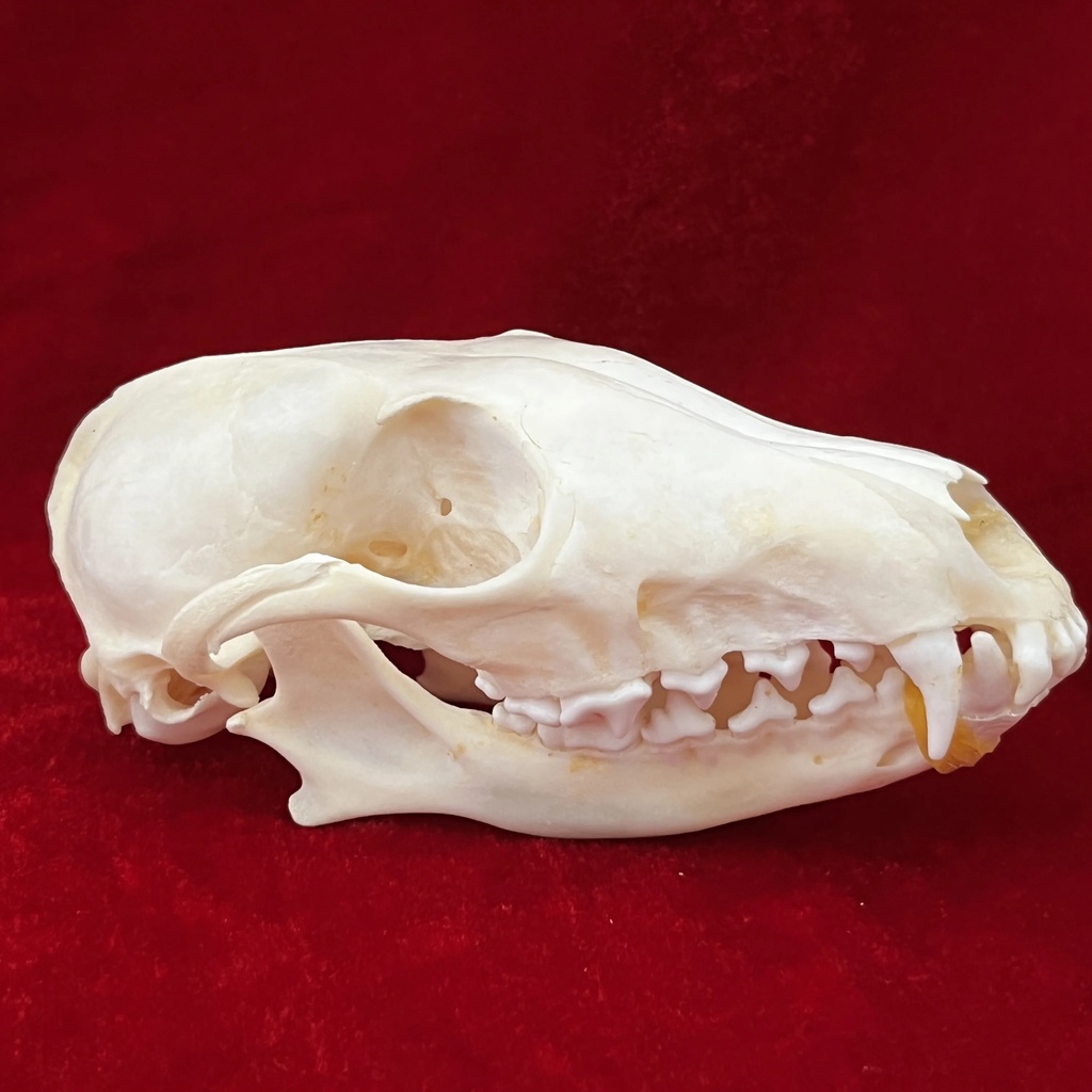 Real Taxidermy Fox Skull, Animal Bones Real for Craft, Skull Decoration ...