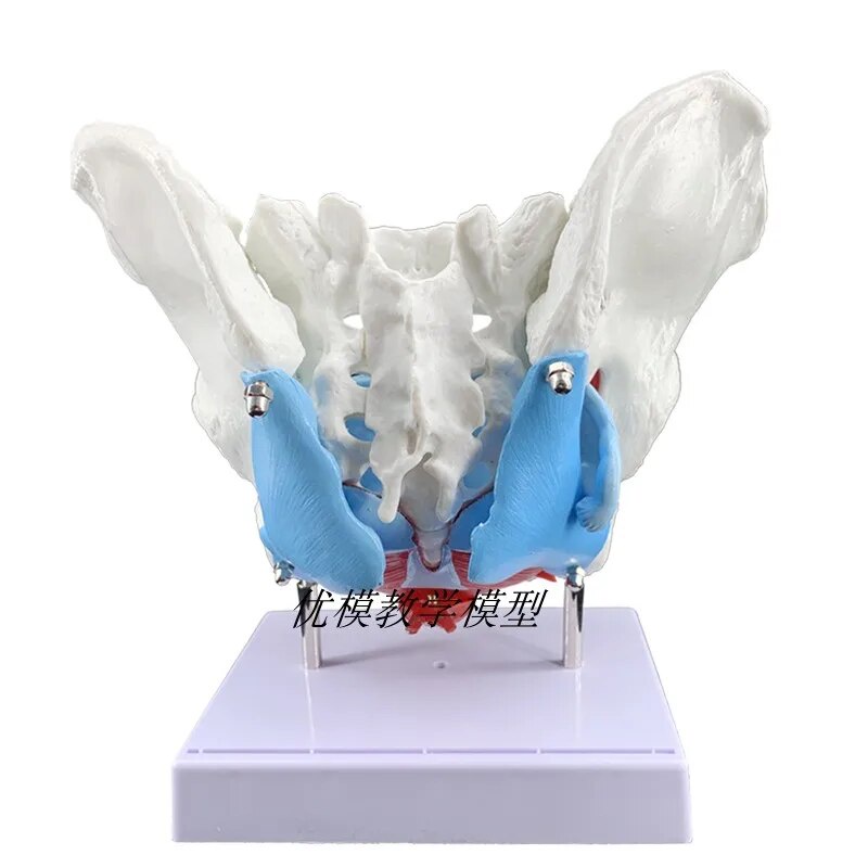 ☆Movable Female Pelvic Muscle Model and Pelvic Floor Muscle Model ...