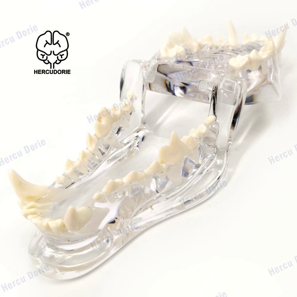 Dog Teeth Anatomical Clear Canine Dental Model Skullmodel Transparent ...