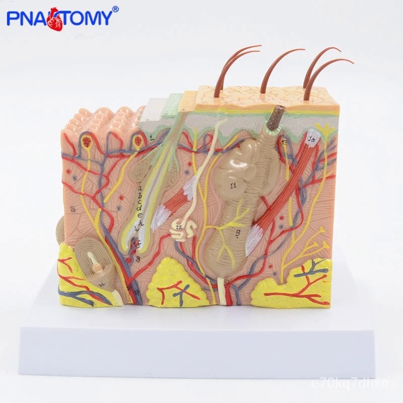 Human Skin Model Detachable DIY Educational Equipment With Manual 4D ...