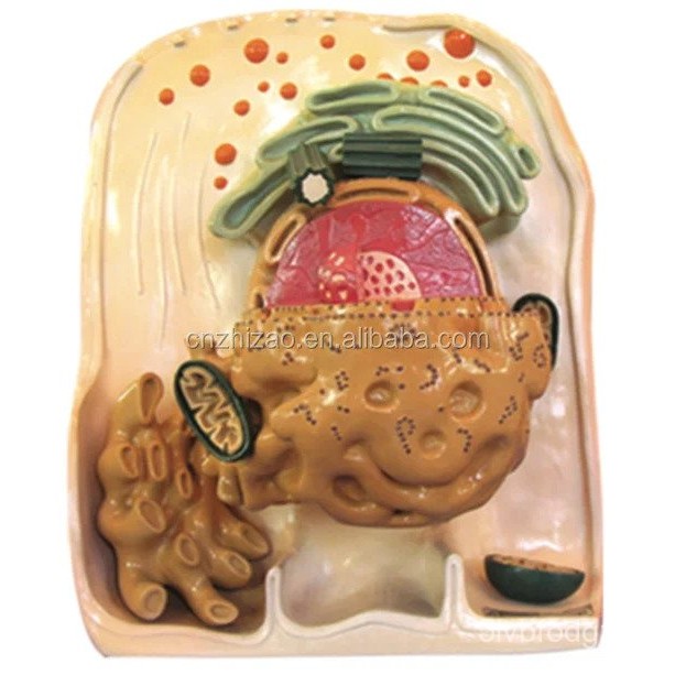 Cell Mitochondria Model animal cell model | Shopee Philippines