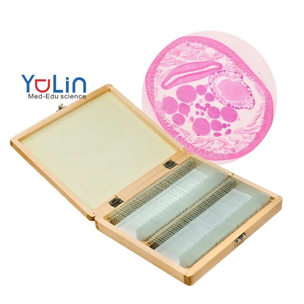 Prepared slides for histology various microscope slides Animal prepared ...
