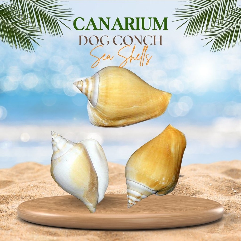1 Kilo | Canarium Urceus Seashells | 1.5 to 2 inches (SMALL) | Shopee ...