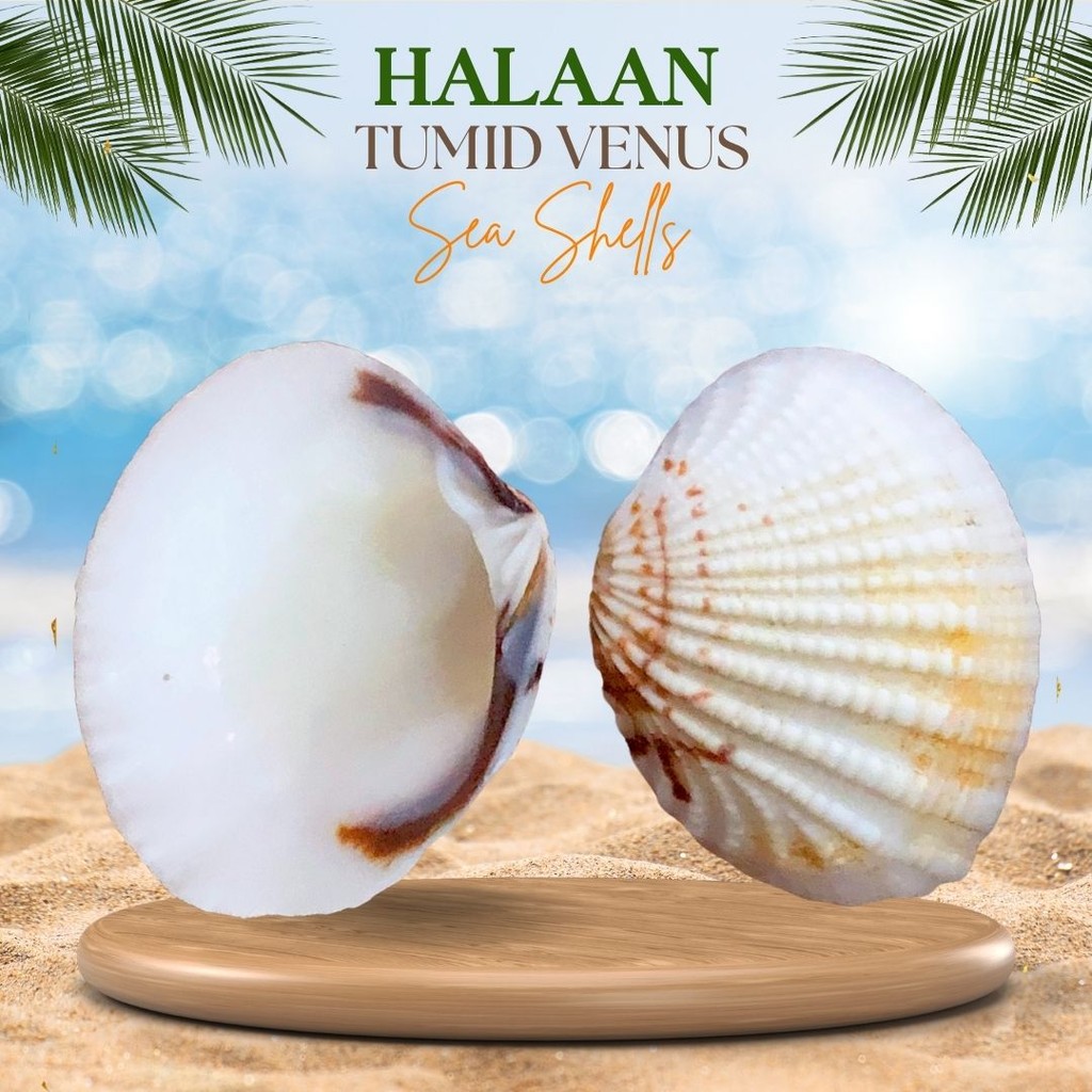 1 Kilo | Halaan | Tumid Venus Seashell | Shopee Philippines