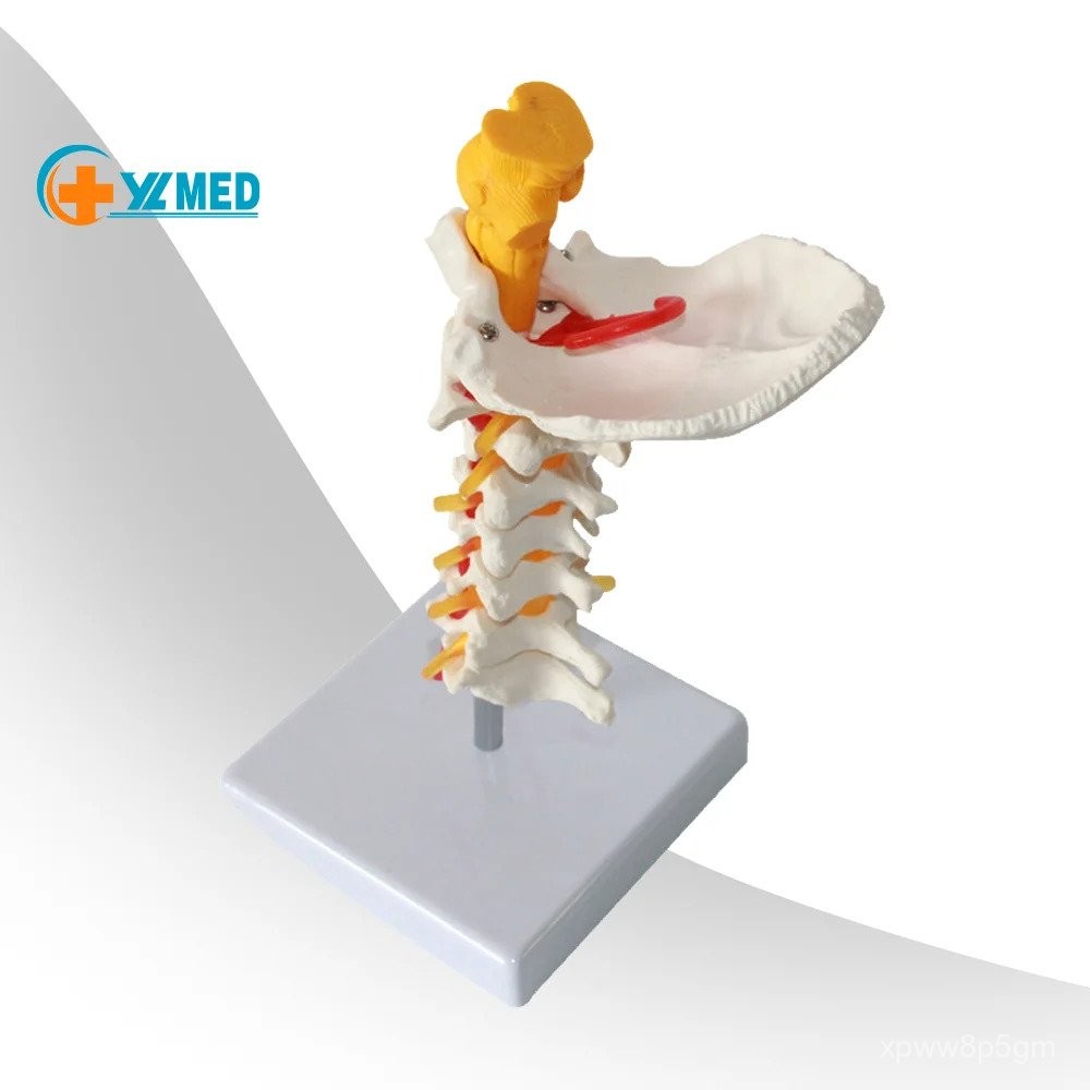 Medical school of human plastic bone anatomy cervical spine model ...