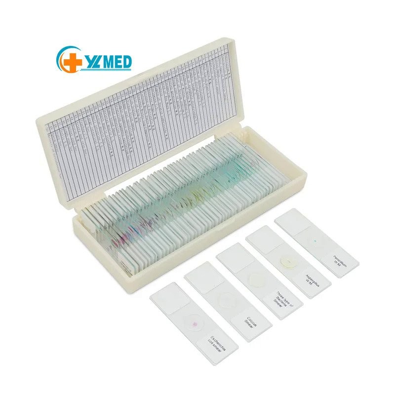 100 kinds of medical microscope human tissue slides Human histology ...