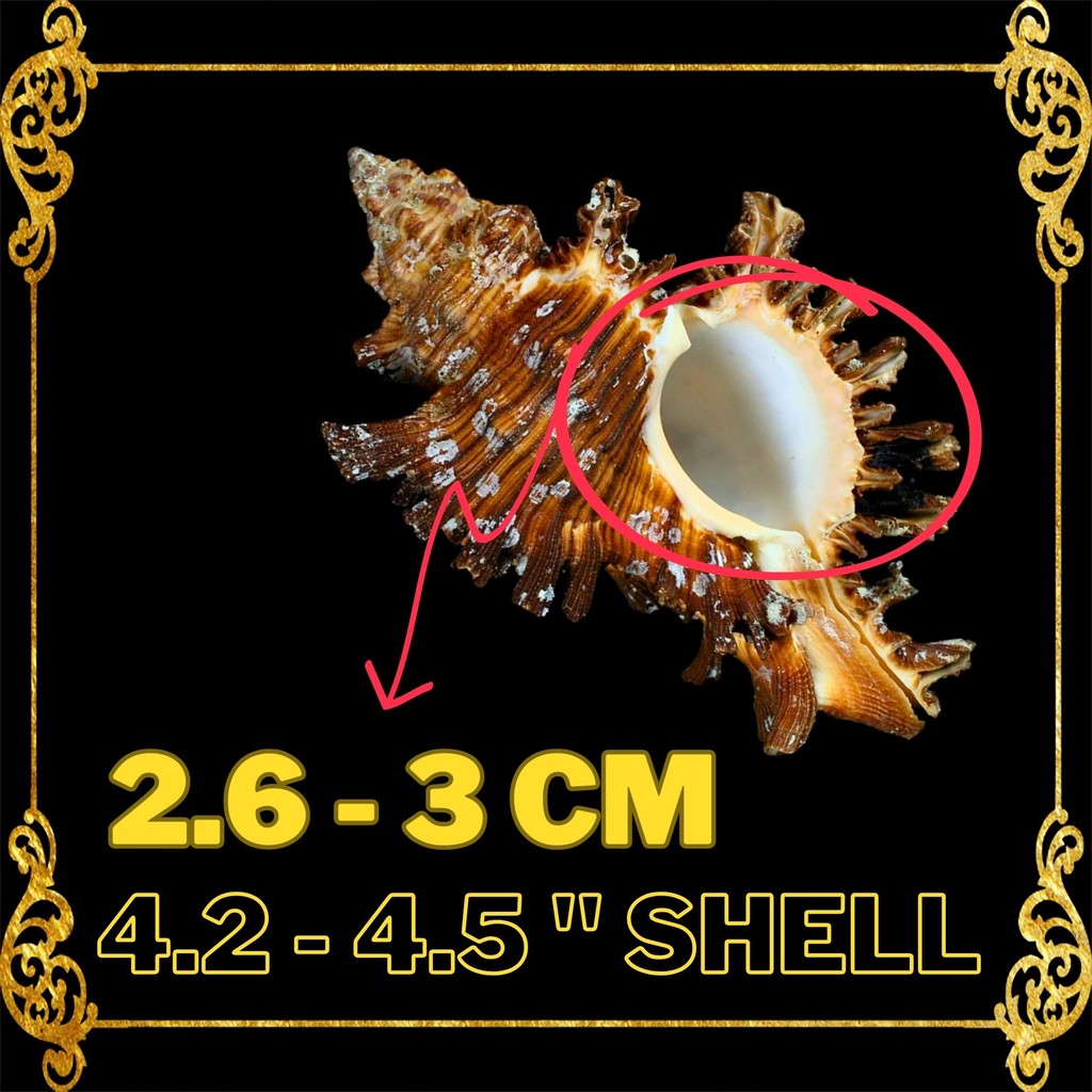 HERMIT CRAB SHELL : Torrectactus | Chicoreus Torrefactus | Firebrand ...