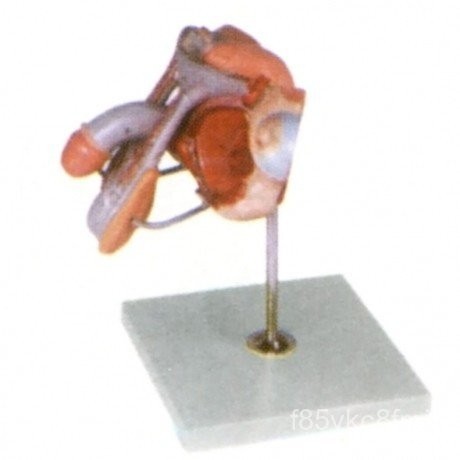 Q5SC Medical Genital Structure Male System for Official Human Body ...