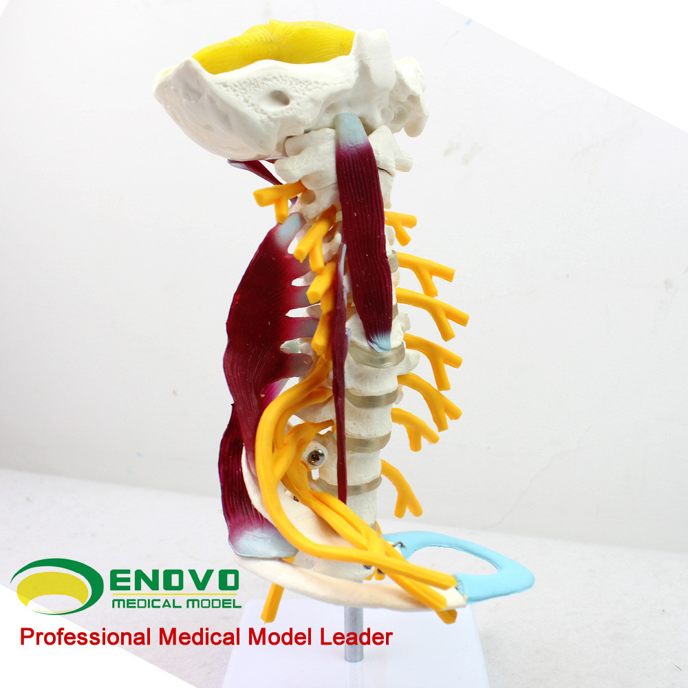 47MC ENOVO Human Cervical Vertebrae Skeleton Muscle Nerve Human Body ...