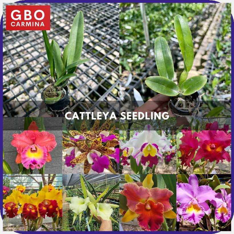 SS@R{Cattleya*V;|>F^Seedling^BS/|^Sc$Orchids | Shopee Philippines