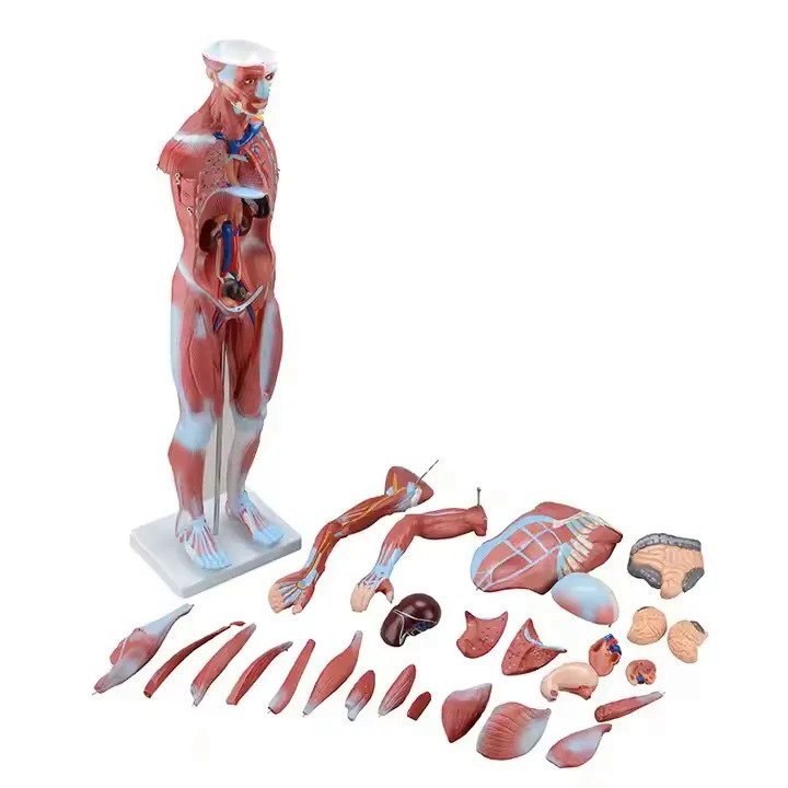 80CM Full Body Muscles Model with internal Organs Human Torso | Shopee ...