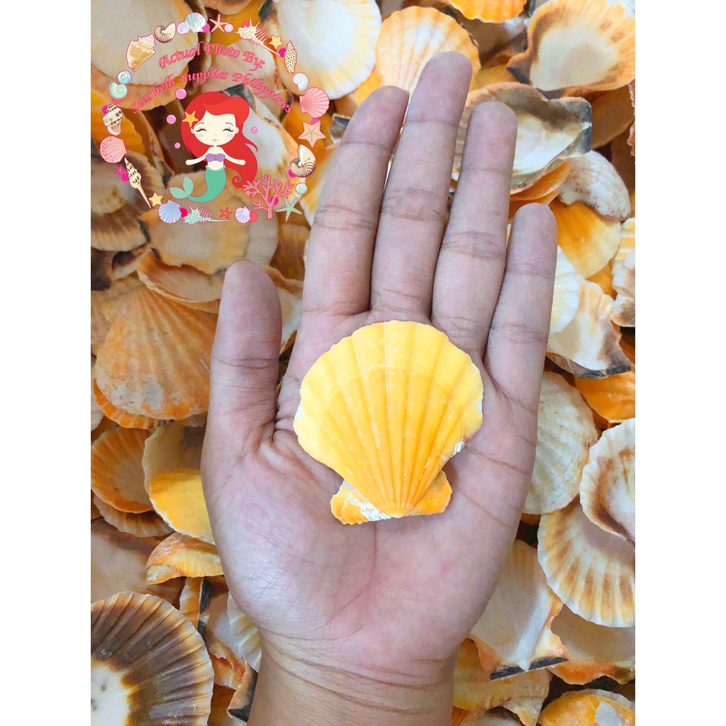 SUPER TINGI TRIAL PACK - 50 GRAMS | Orange Vexillum | Distant Scallop ...