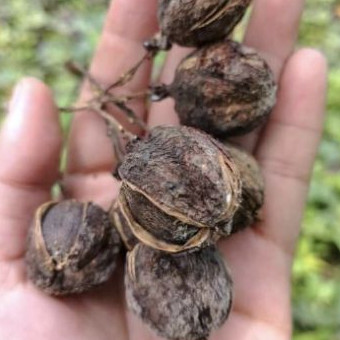 TALANGTANGAN/TUBA-TUBA SEEDS | Shopee Philippines