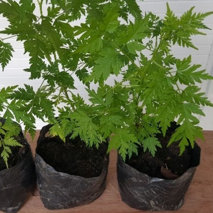 NEEM TREE live plant | Shopee Philippines