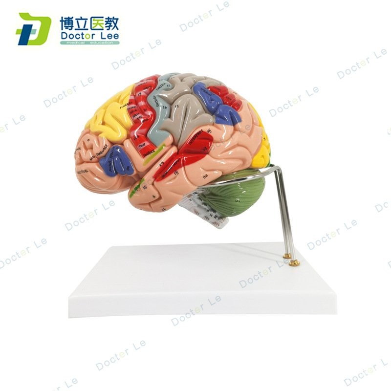 8IRU Human Brain with Teaching Anatomy Magnification Brain Function ...