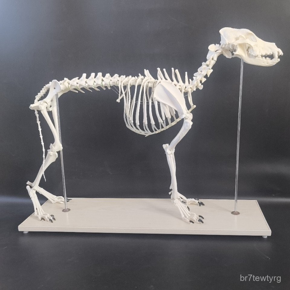 QZFJ Dog Skeleton Anatomy Teaching Demonstration Canine Model Skeleton ...