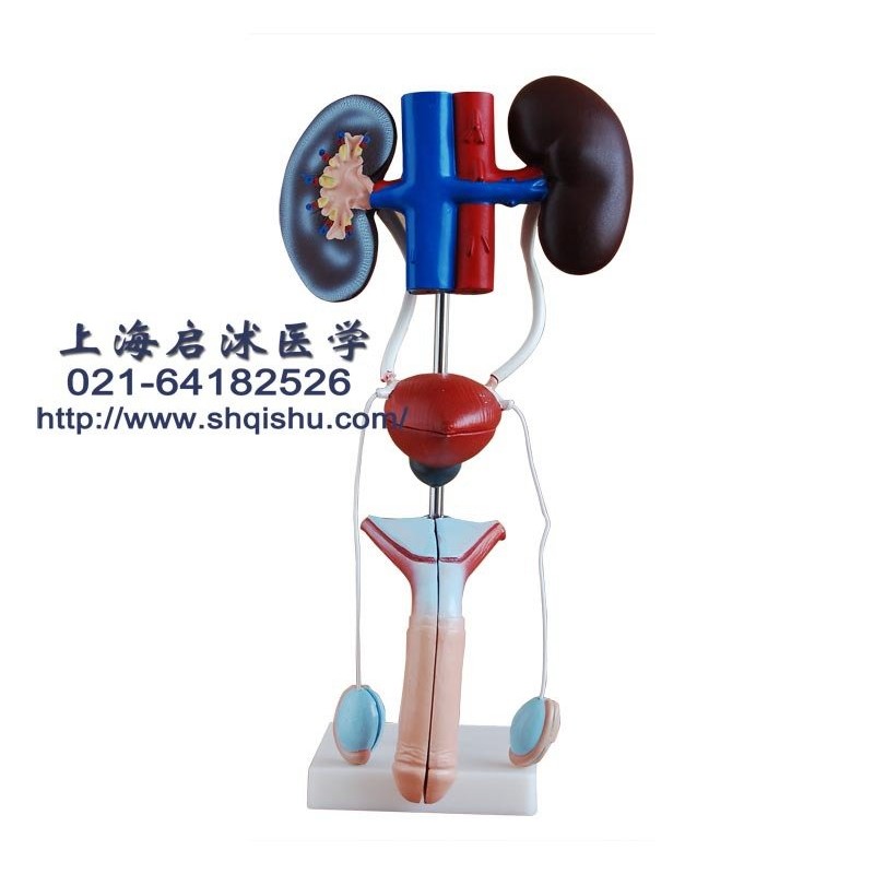 TV2C System Male Model Urinary Urinary Model Reproductive Male System ...