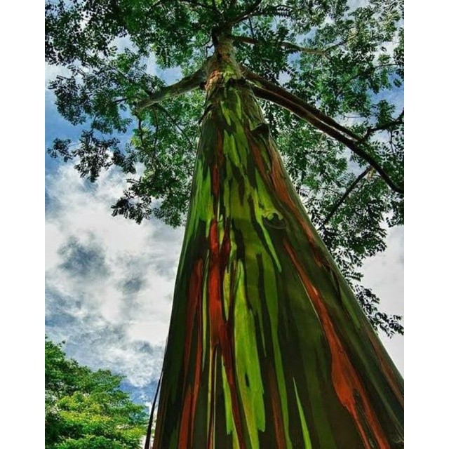 immediate shipping Bagras Rainbow Eucalyptus Tree Eucalyptus deglupta ...