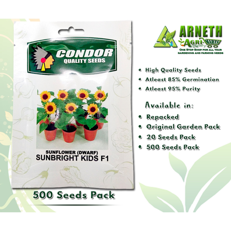 CONDOR SUNBRIGHT KIDS F1 VARIETY DWARF SUNFLOWER PLANT SEEDS (500 SEEDS ...