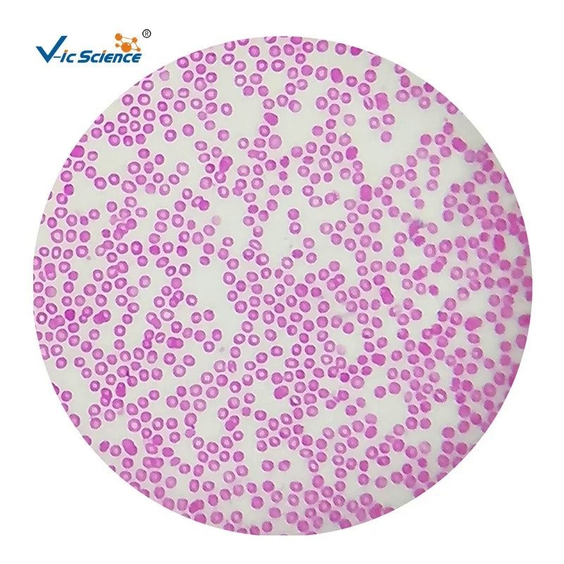 animal and human blood smear prepared slide for teaching histology ...